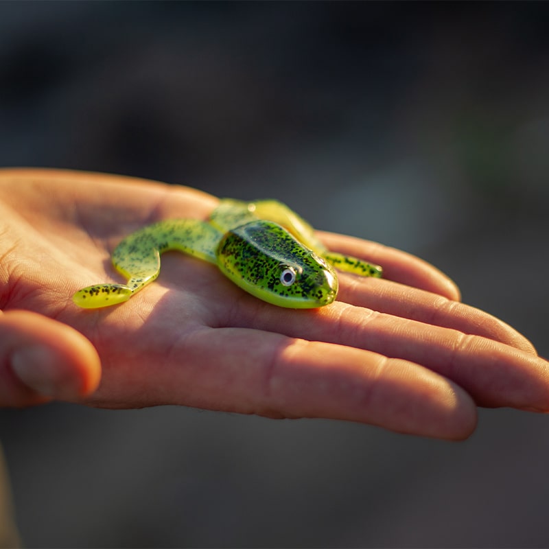 Banjo Frogs – Banjo Minnow